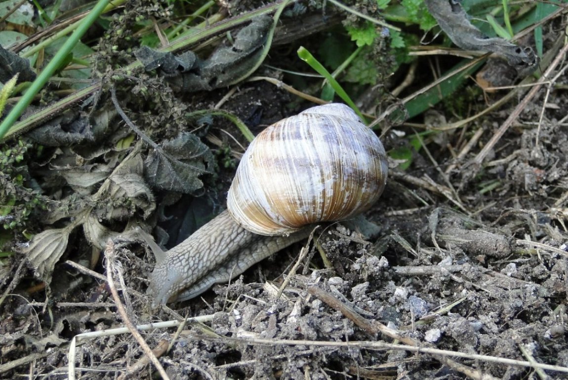 Vinbjergsnegl - Observation NB-701001 - Naturbasen