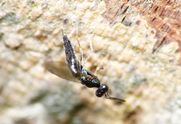 Calosota sp. (Calosota sp.) - Naturbasen