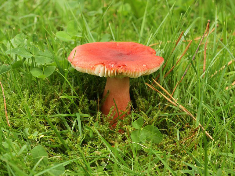 Arter der begynder med 'Quedius ' - Naturbasen