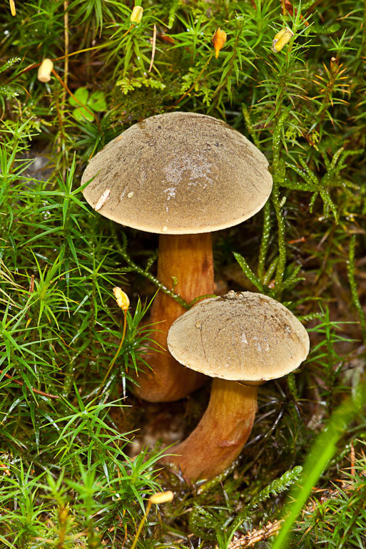 Arter der begynder med 'Quedius' - Naturbasen