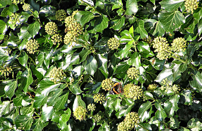 Almindelig Vedbend - Observation NB-104882 - Naturbasen