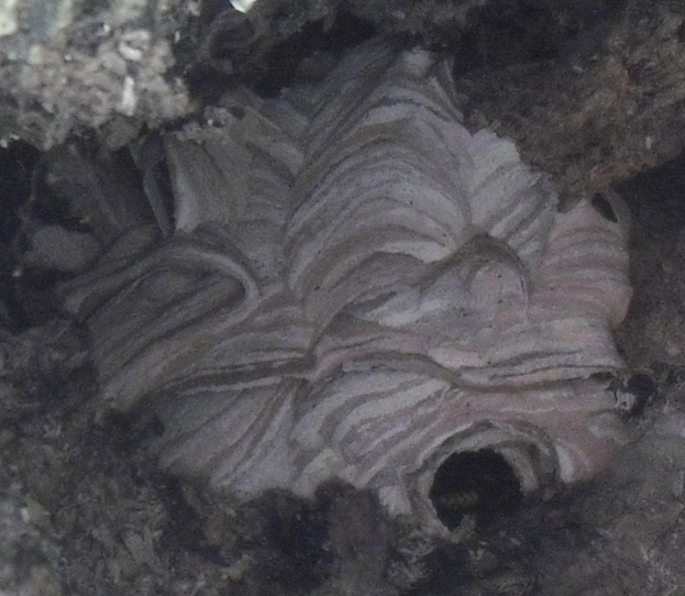 Stor Gedehams - Observation NB-709261 - Naturbasen