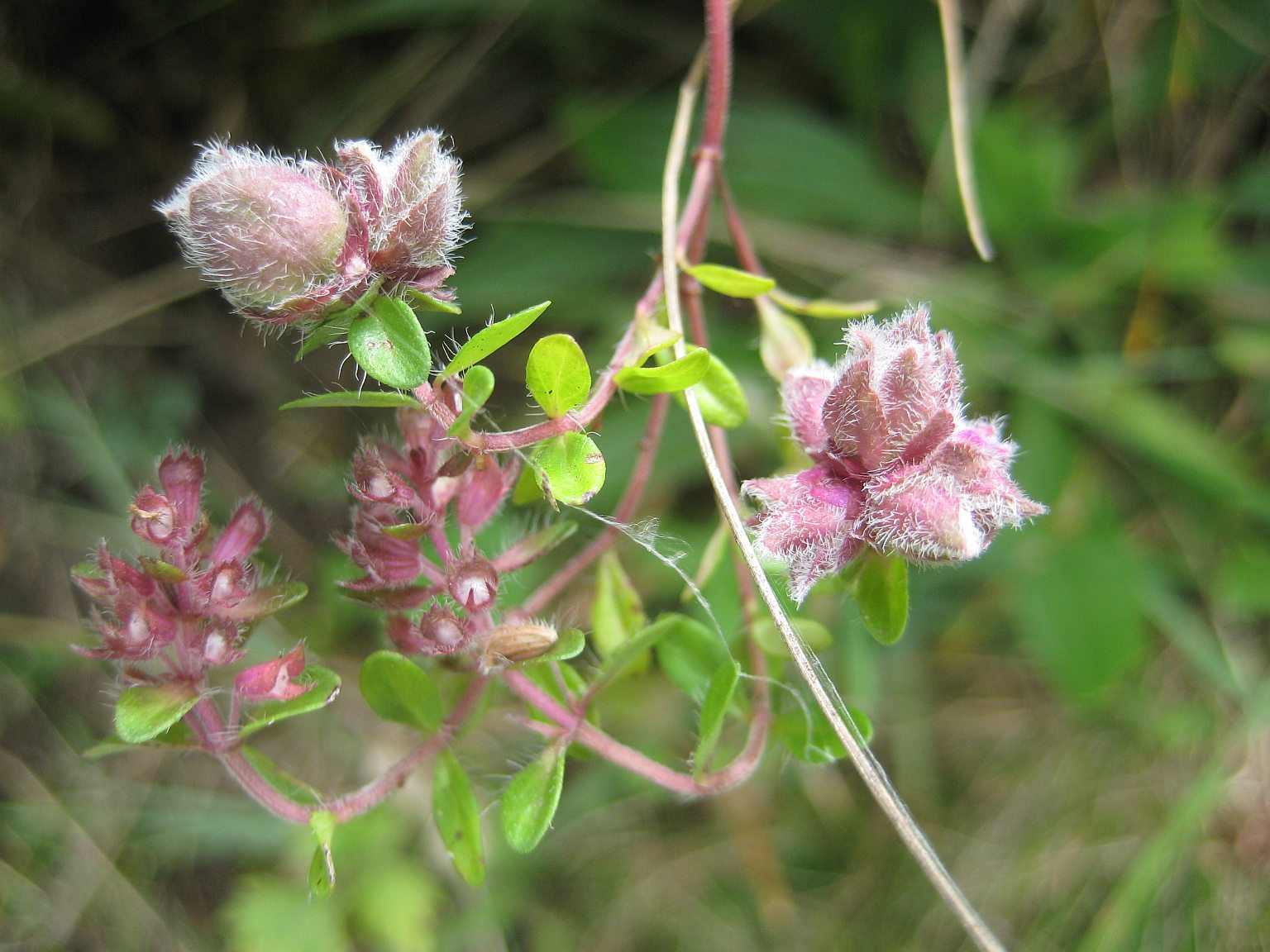Arter der begynder med 'Phloiophilus ' - Naturbasen