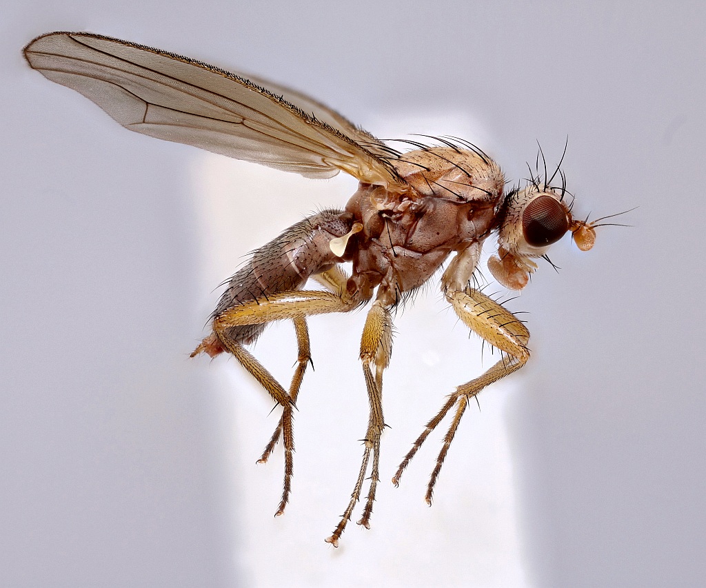 Morpholeria ruficornis (Morpholeria ruficornis) - Naturbasen