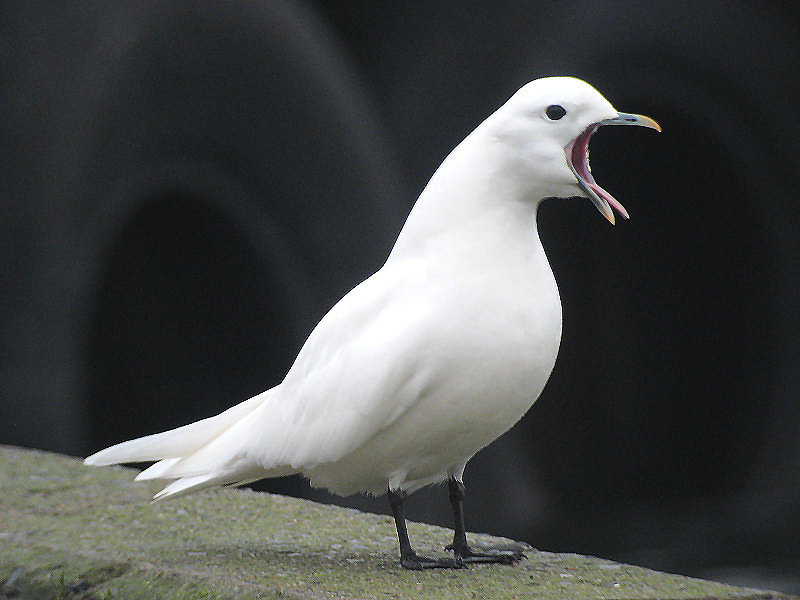 Ismåge (Pagophila eburnea) - Naturbasen