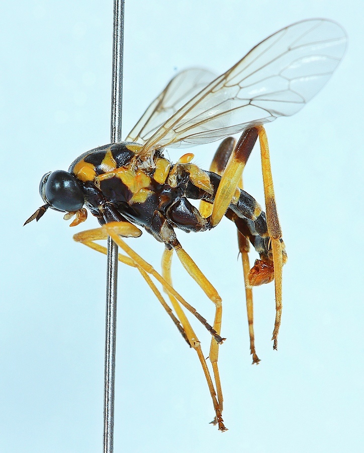 Xylomya maculata (Xylomya maculata) - Naturbasen