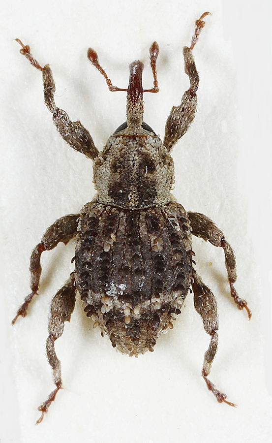 Trachodes hispidus (Trachodes hispidus) - Naturbasen