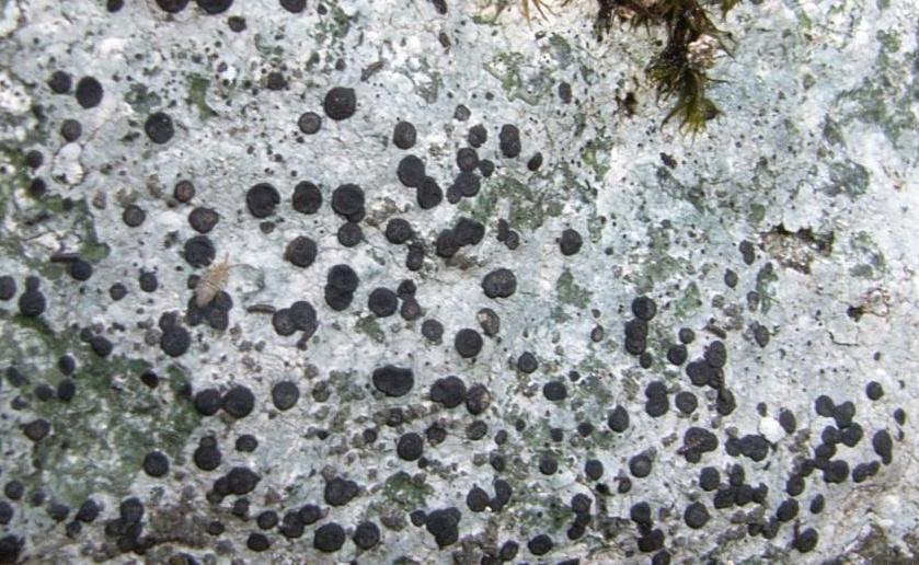 Porpidia crustulata (Porpidia crustulata) - Naturbasen