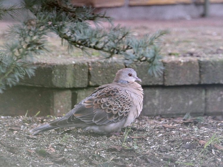 Duer (Columbidae) - Naturbasen - Danmarks Artsportal