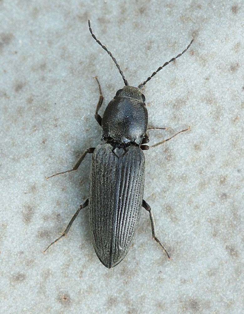 Dicronychus equisetioides - Observation NB-777025 - Naturbasen
