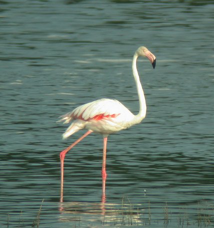 Stor Flamingo - Observationer - Naturbasen