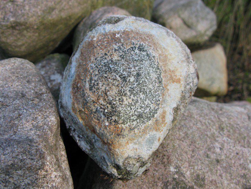 Lecidea lithophila (Lecidea lithophila) - Naturbasen