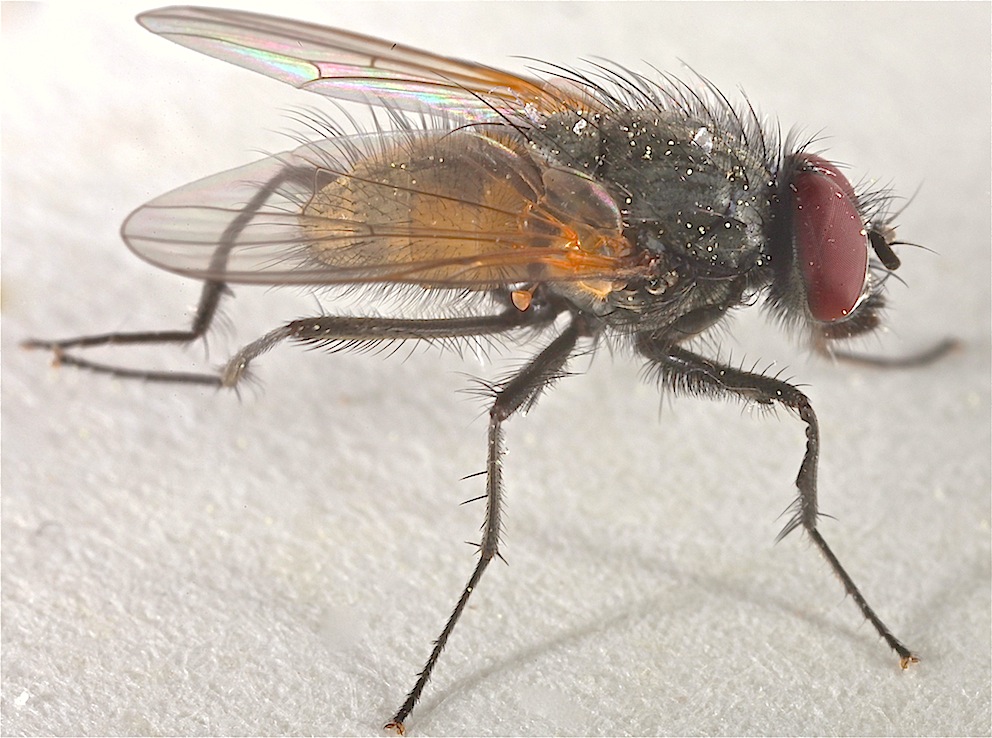 Hydrotaea pellucens (Hydrotaea pellucens) - Naturbasen