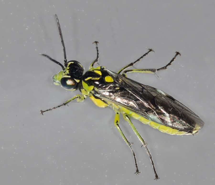 Rhogogaster picta (Rhogogaster picta) - Naturbasen