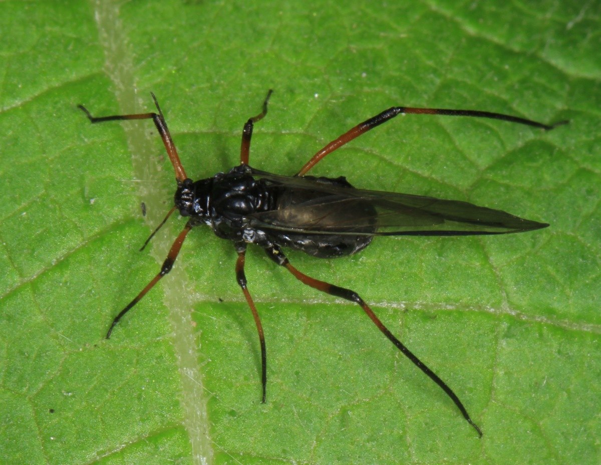 Grøn Ædelgranbarkbladlus (Cinara pectinatae) - Naturbasen