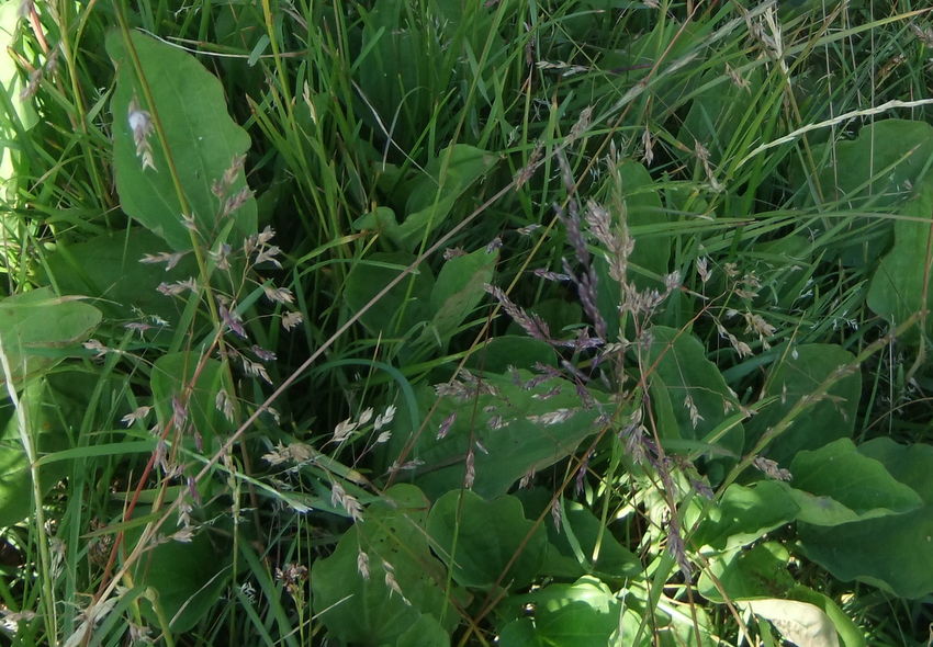 Blågrøn Rapgræs (Poa humilis) - Naturbasen
