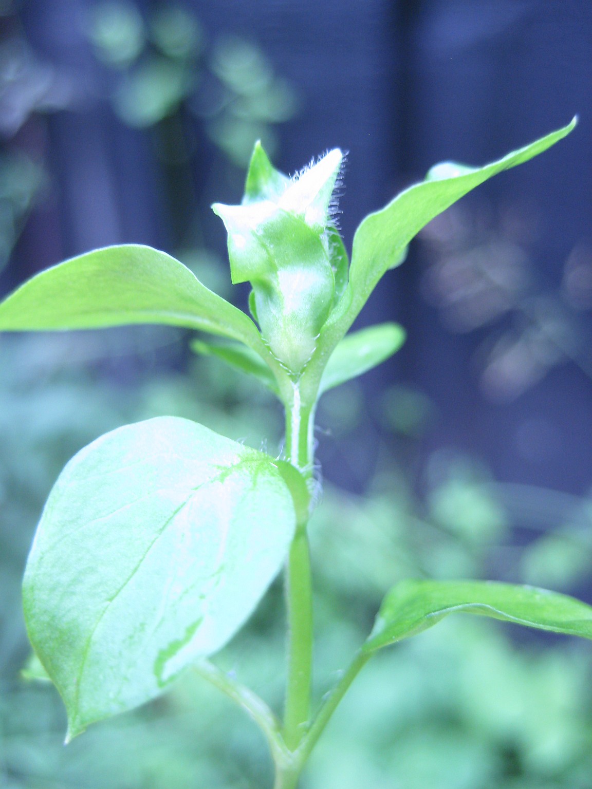 Macrolabis stellariae (Macrolabis stellariae) - Naturbasen