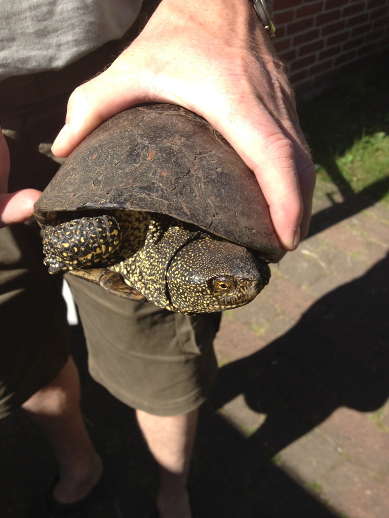 Krybdyr (Reptilia) - Naturbasen - Danmarks Artsportal