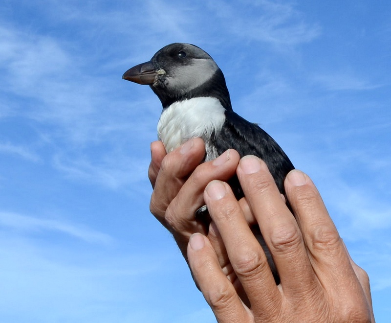 Lunde (Fratercula arctica) - Naturbasen