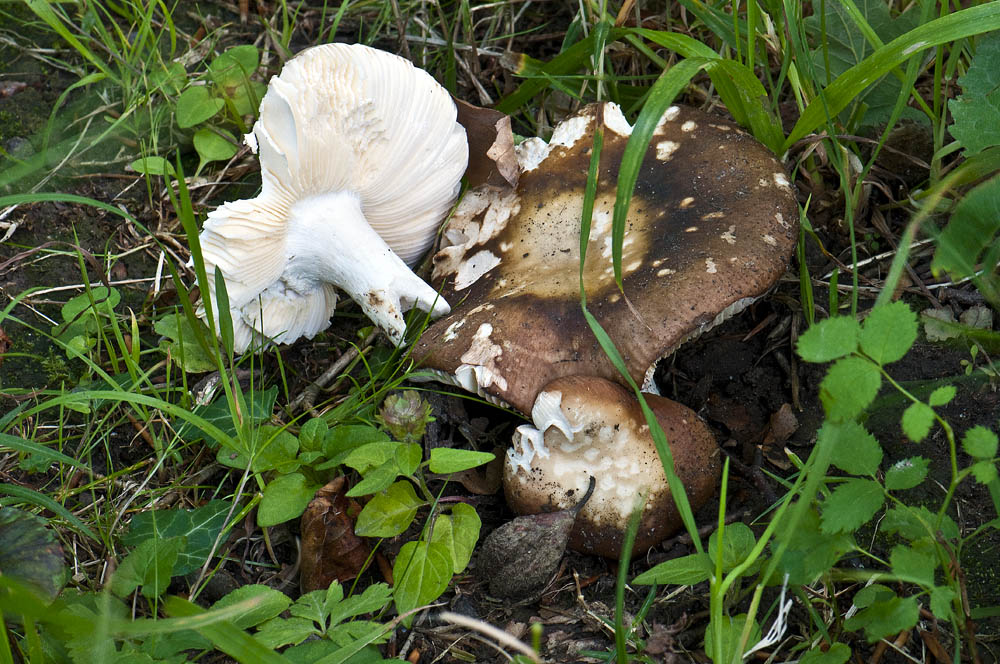 Kanel-Skørhat (Russula cuprea) - Naturbasen