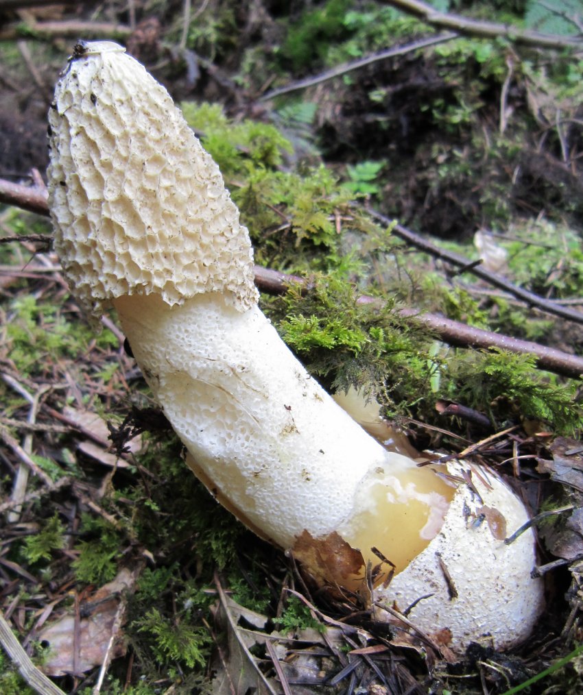 Almindelig Stinksvamp - Observation NB-866505 - Naturbasen