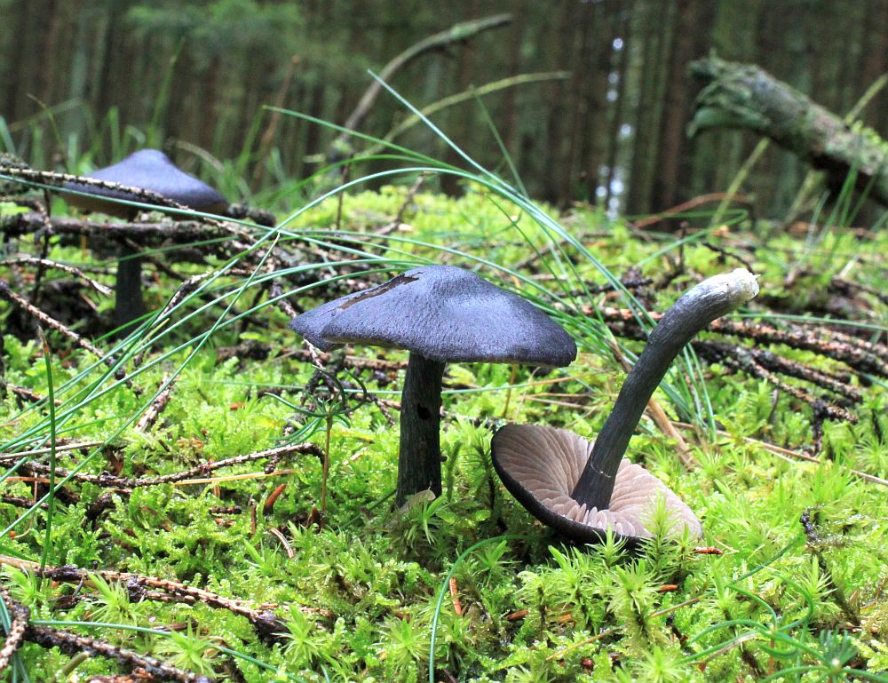 Stålblå Rødblad (Entoloma nitidum) - Naturbasen
