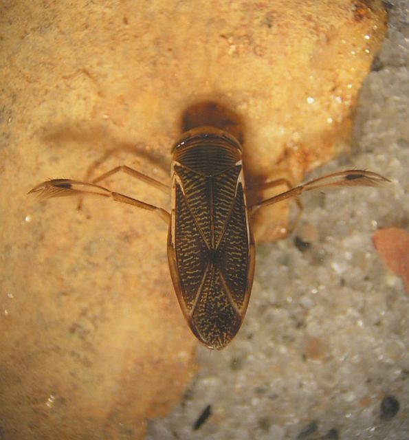Callicorixa producta (Callicorixa producta) - Naturbasen