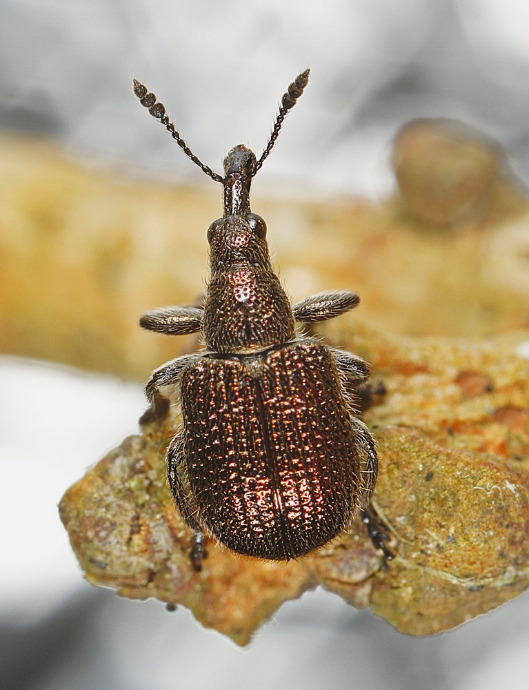 Æblestikker (Involvulus cupreus) - Naturbasen
