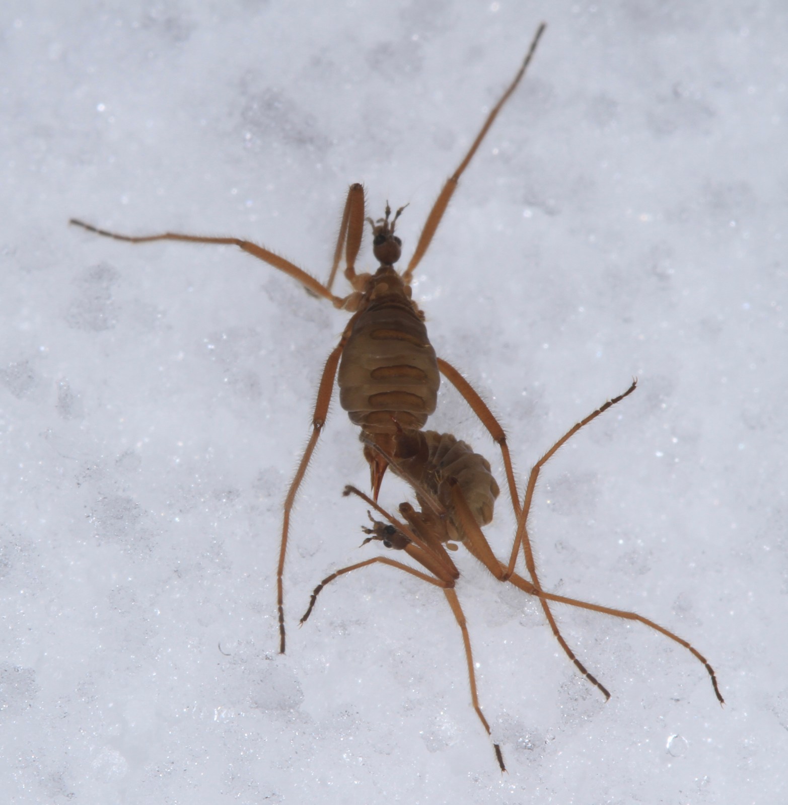 Chionea belgica (Chionea belgica) - Naturbasen