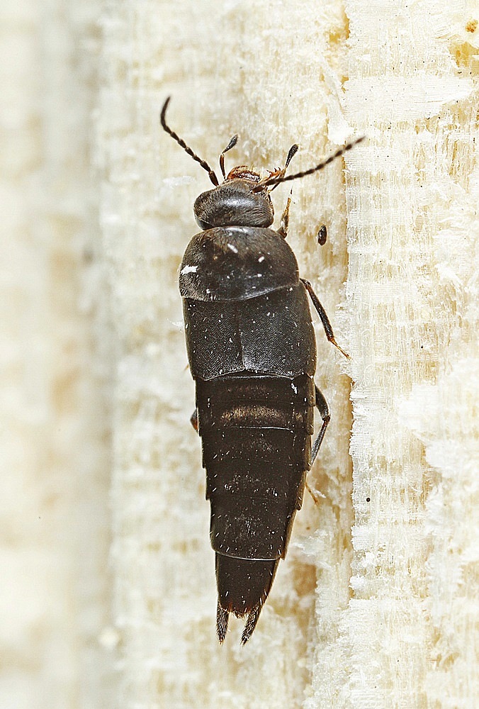 Gymnusa brevicollis (Gymnusa brevicollis) - Naturbasen