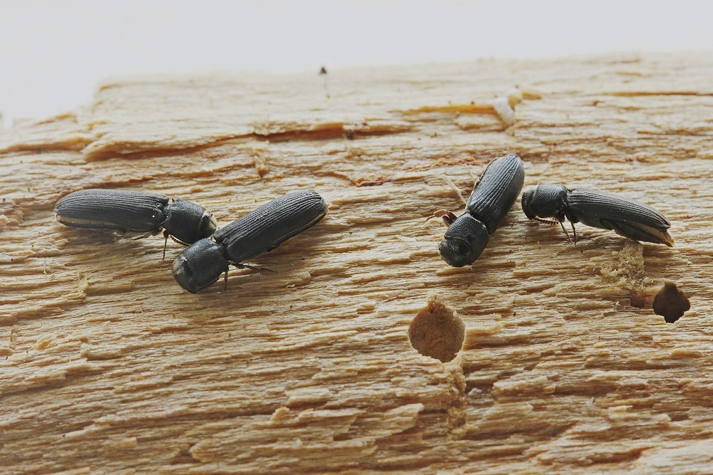 Melasis buprestoides - Observation NB-922067 - Naturbasen