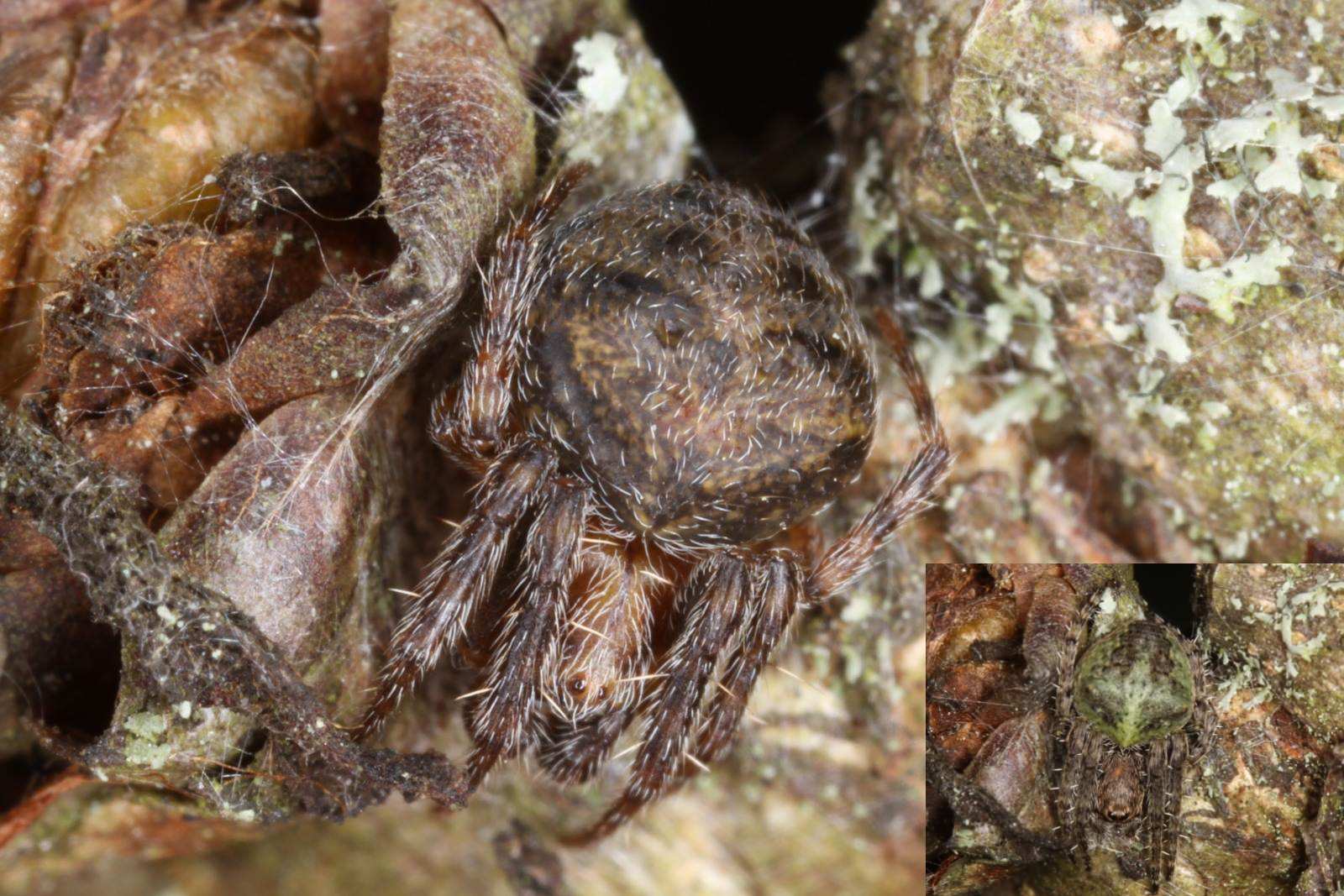 Edderkopper (Araneae) - Naturbasen - Danmarks Artsportal