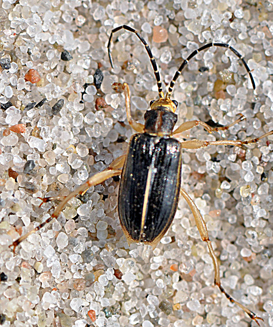 Macroplea mutica (Macroplea mutica) - Naturbasen