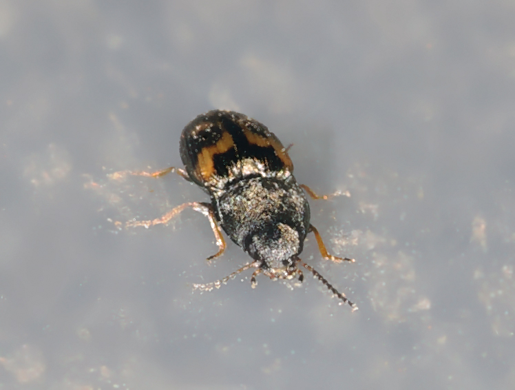 Plettet Dværgsmælder (Negastrius pulchellus) - Naturbasen