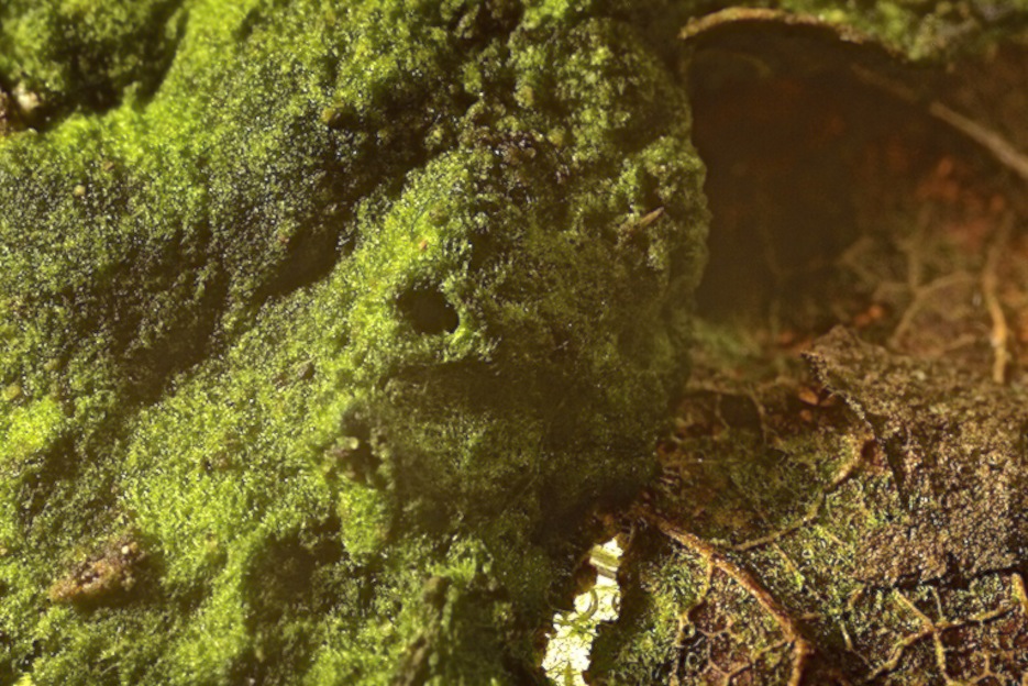 Chlorhormidium sp. (Chlorhormidium sp.) - Naturbasen