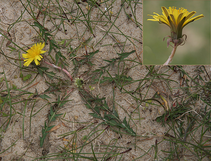 Arter der begynder med 'Bledius' - Naturbasen