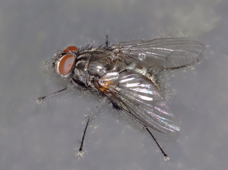 Phaonia serva (Phaonia serva) - Naturbasen