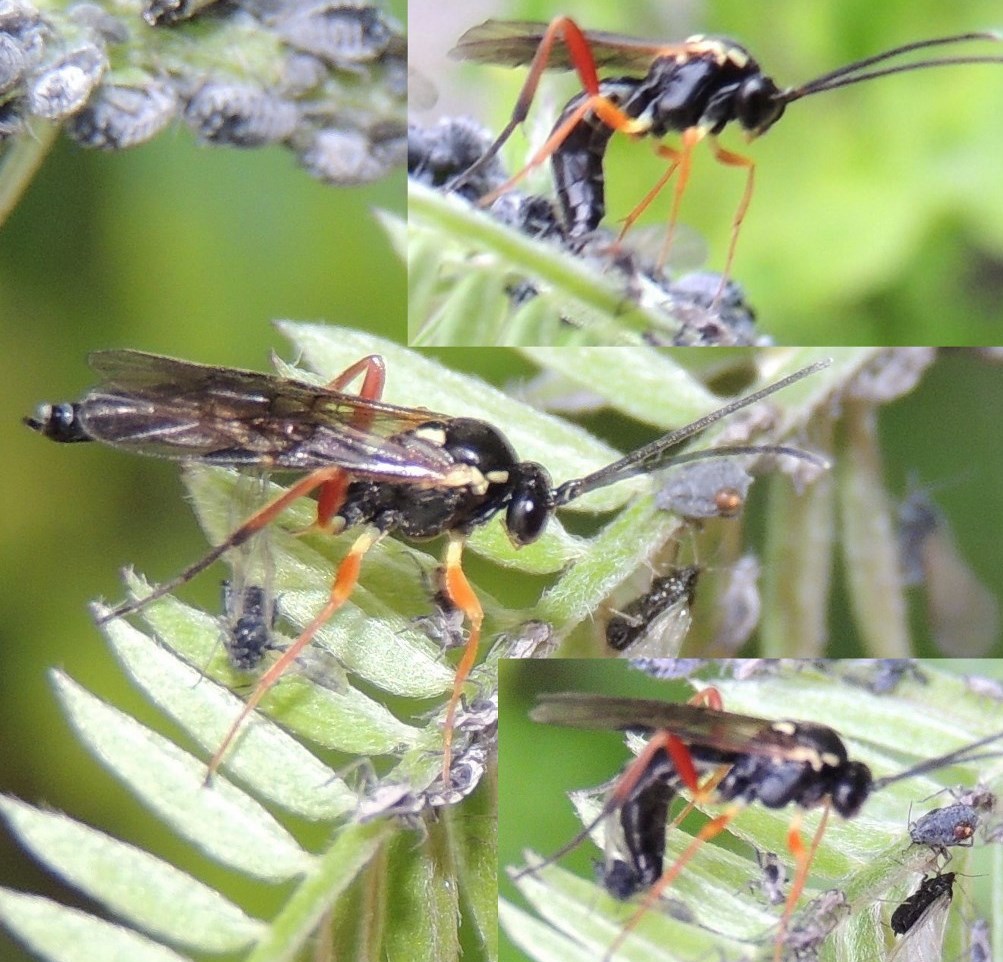 Ichneumonidae ubest. - Observation NB-1009286 - Naturbasen