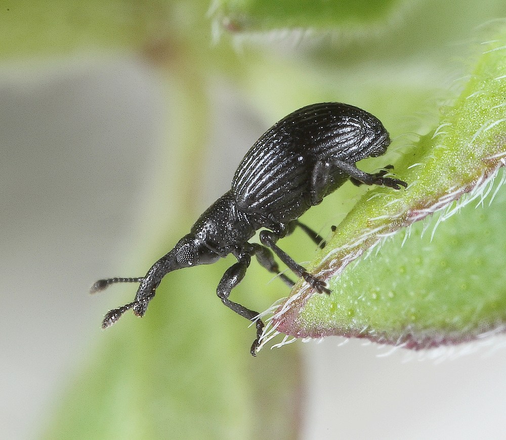 Arter der begynder med 'Diplazon ' - Naturbasen