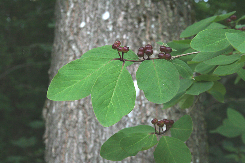 Dunet Gedeblad - Observation NB-1032299 - Naturbasen