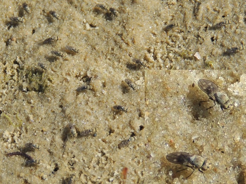 Scatella tenuicosta (Scatella tenuicosta) - Naturbasen
