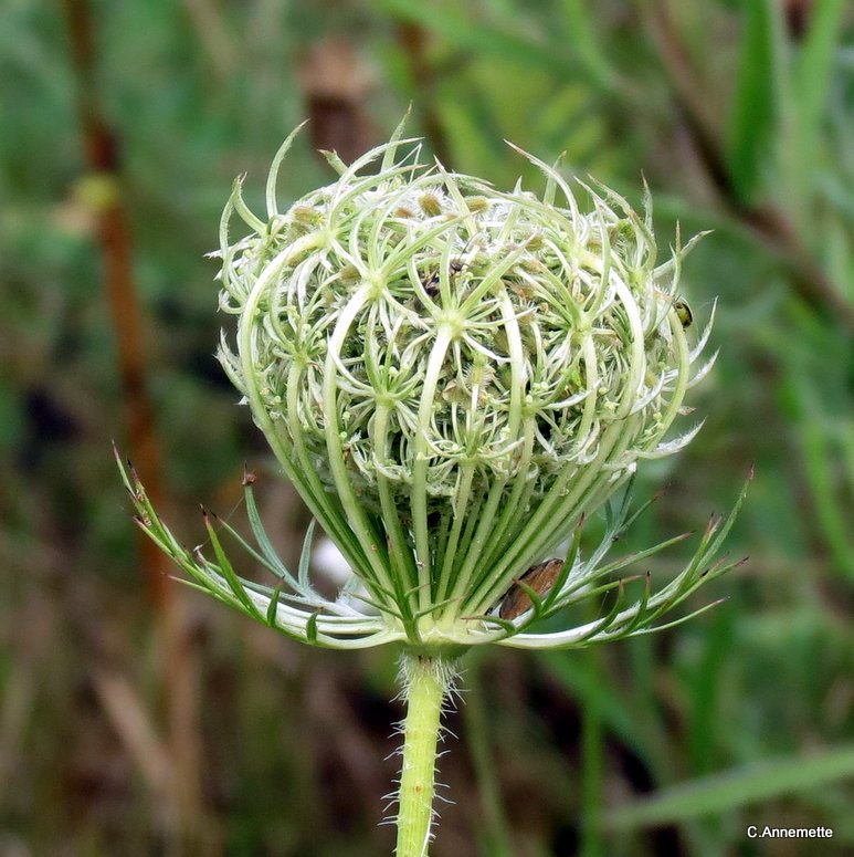 Vild Gulerod - Observation NB-1062136 - Naturbasen