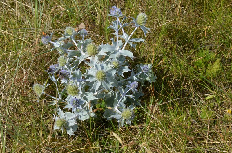 Strand-Mandstro - Observation NB-1065947 - Naturbasen