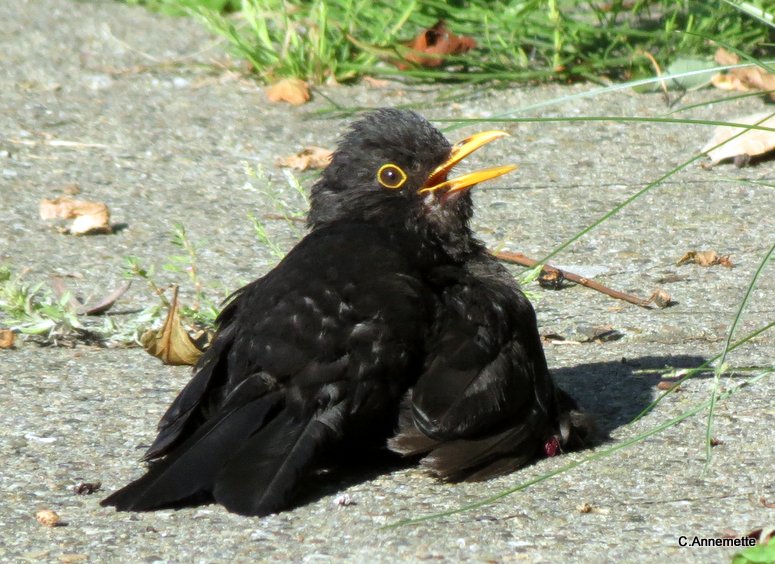 Solsort - Observation NB-1077742 - Naturbasen