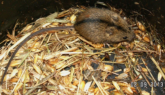 Birkemus (Sicista betulina) - Naturbasen