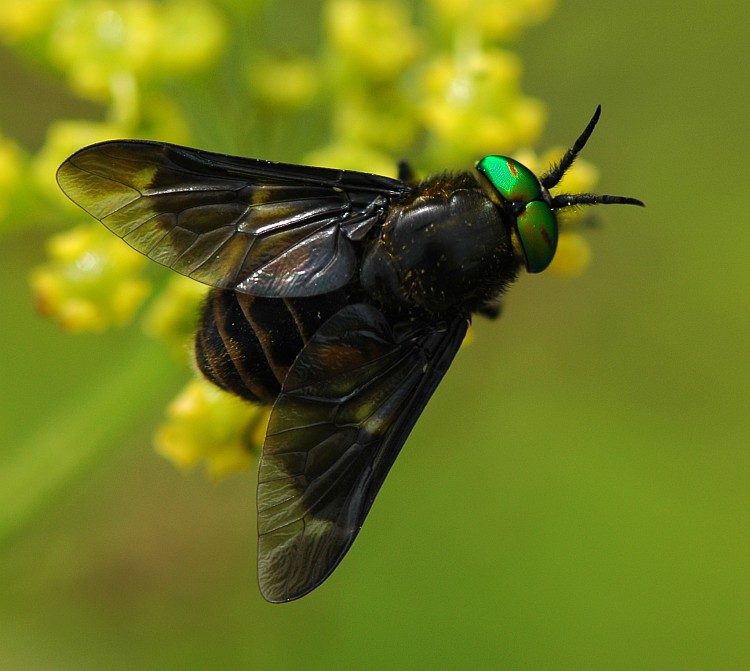 Chrysops caecutiens (Chrysops caecutiens) - Naturbasen