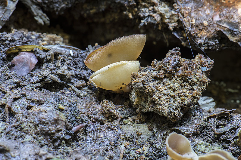 Peziza flavida (Peziza flavida) - Naturbasen
