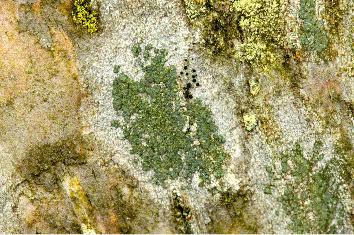 Hvidlig Brunskivelav (Loxospora elatina) - Naturbasen