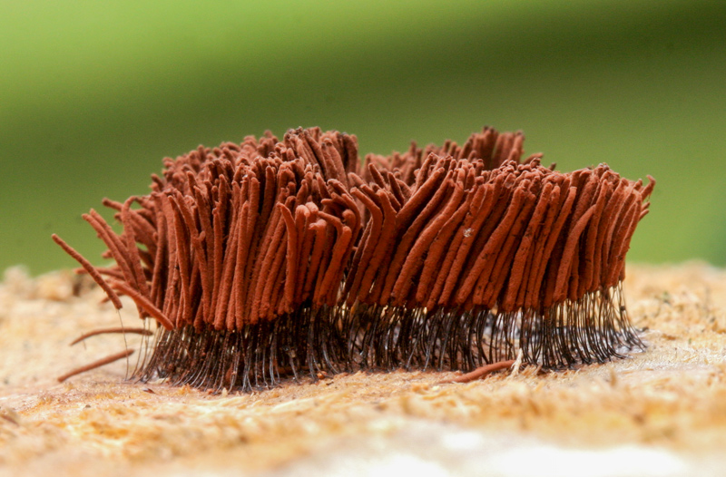 Stemonitis sp. (Stemonitis sp.) - Naturbasen