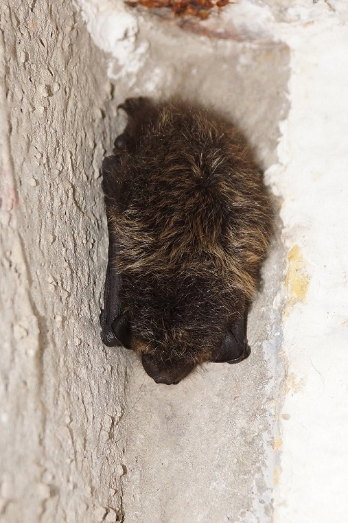 Flagermus (Chiroptera) - Naturbasen - Danmarks Artsportal